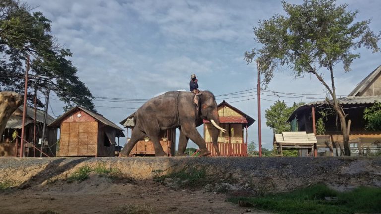 Accommodation ~ Live, work and play with elephants