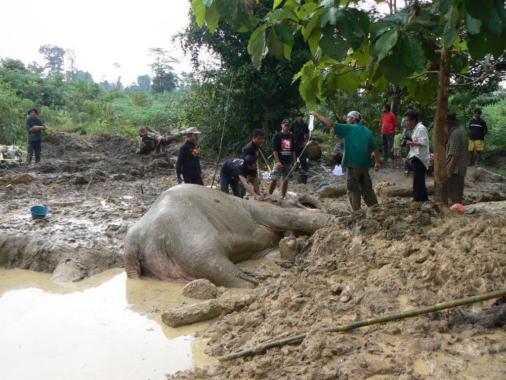Why Us? Elephantstay is a unique program helping retired elephants