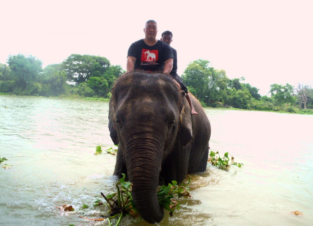 Testimonials 2017 - Reviews about the Elephantstay program