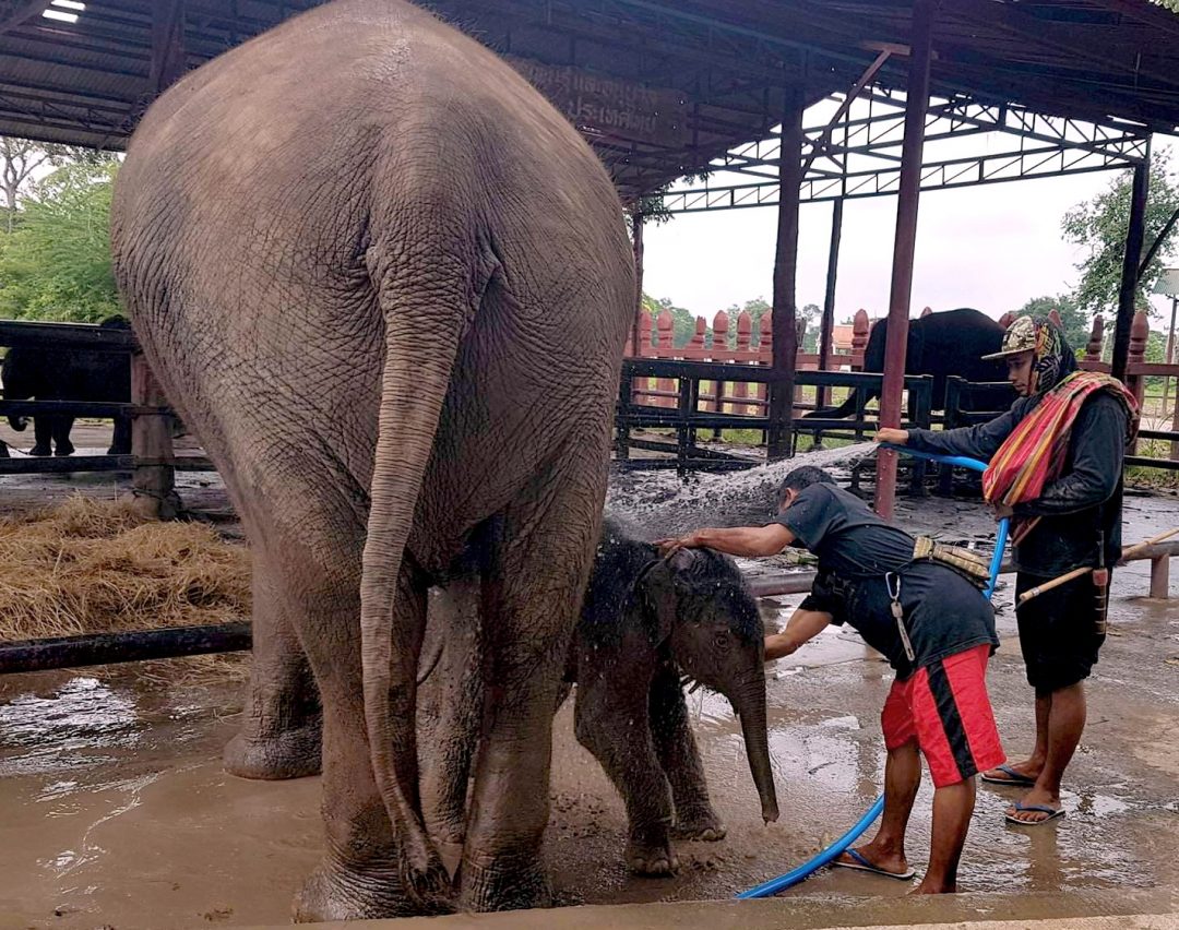 Baby elephant births: Take a look at our baby elephants born in 2017.