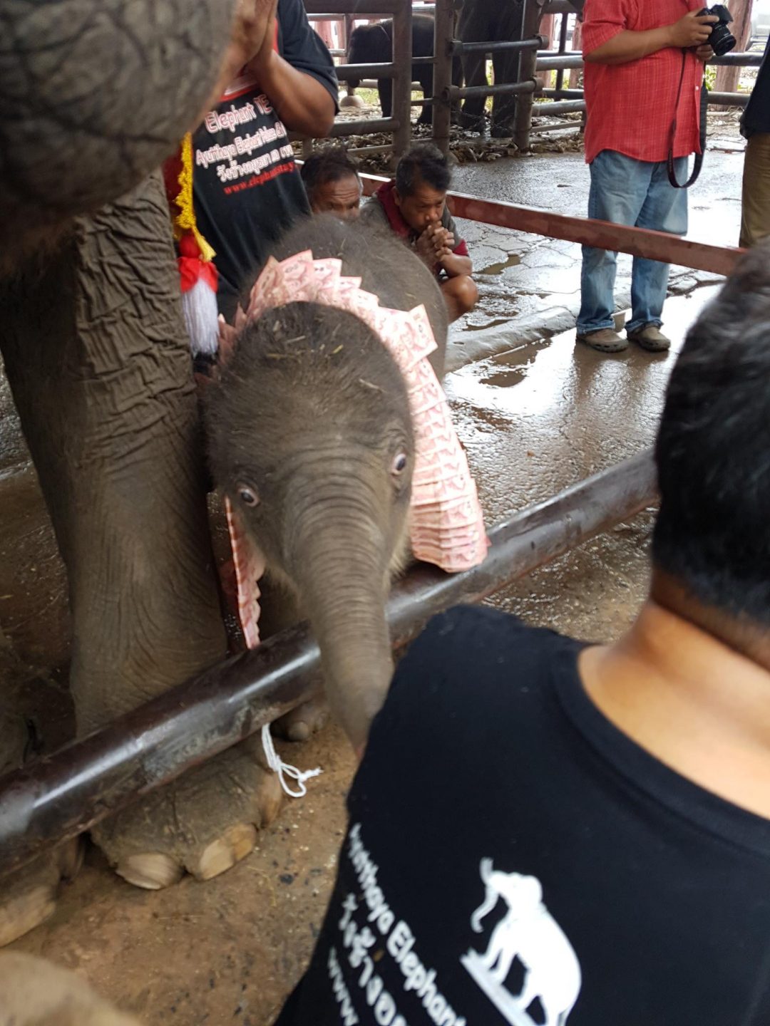 Baby elephant births: Take a look at our baby elephants born in 2017.